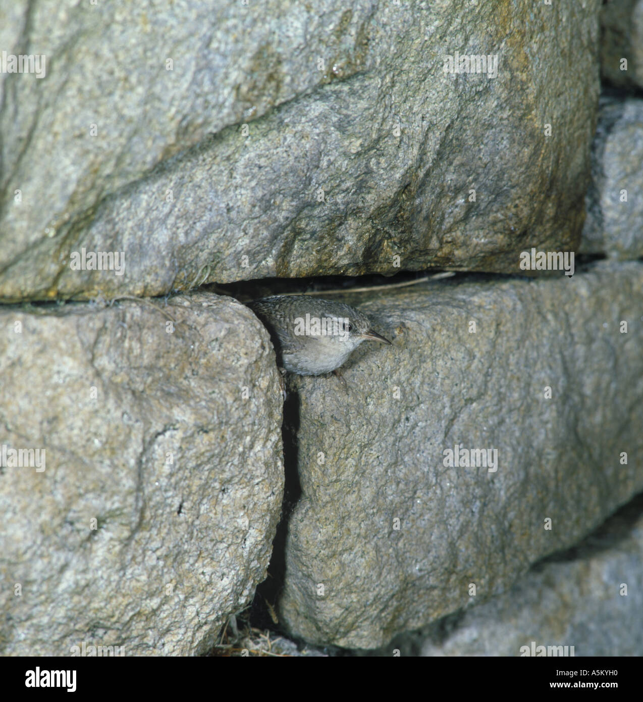 St Kilda Wren Troglodytes t hirtensis Emerging from nest. These birds ...