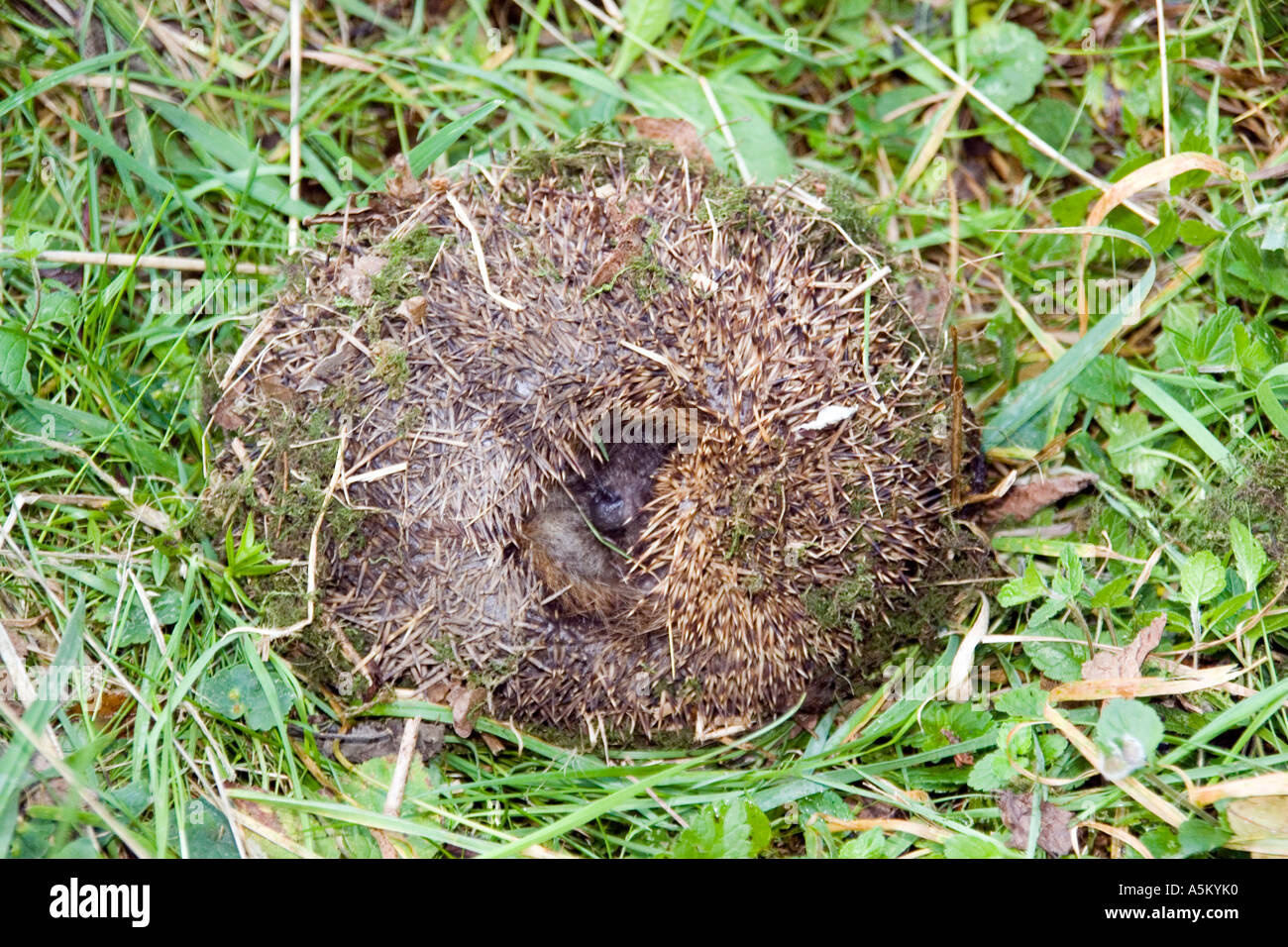 Hedgehog rolled into ball hi-res stock photography and images - Alamy