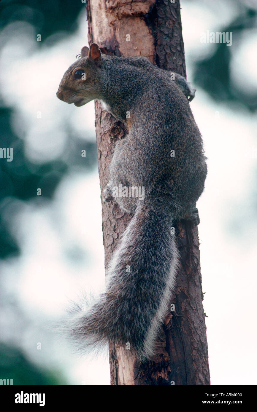 Squirrel climbing pole hi-res stock photography and images - Alamy