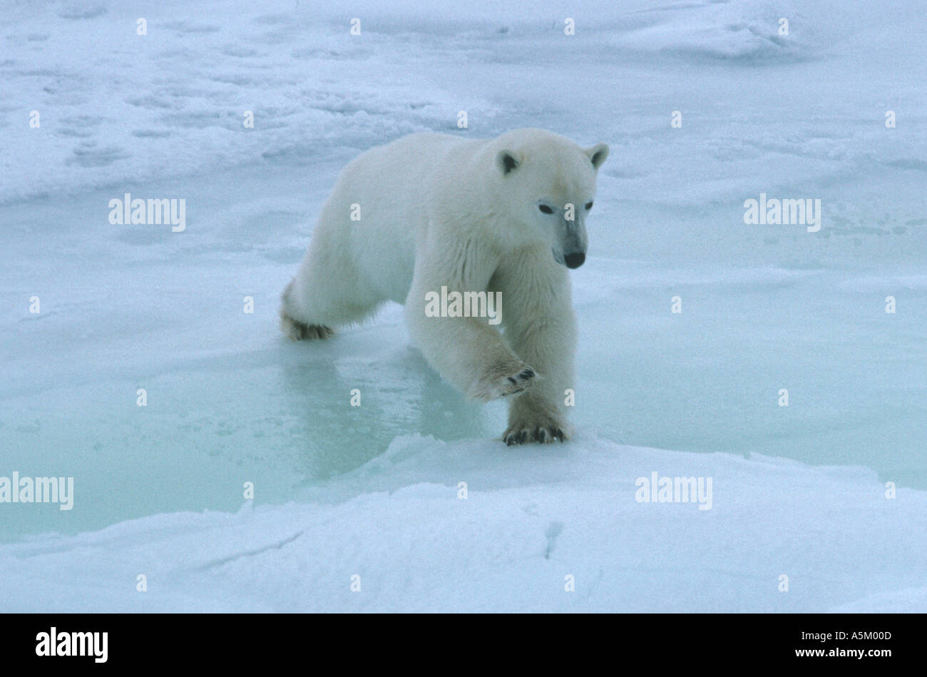 Polar bear leaping Stock Photo - Alamy
