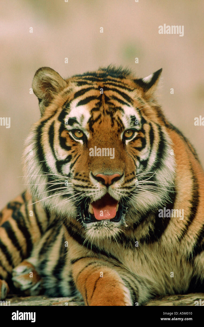 Tiger heads hi-res stock photography and images - Alamy