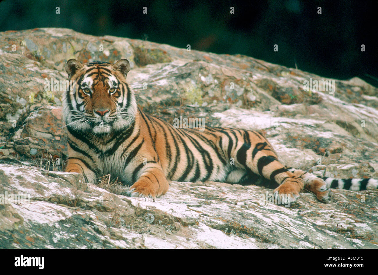 Bengal tiger lying on rock Stock Photo - Alamy