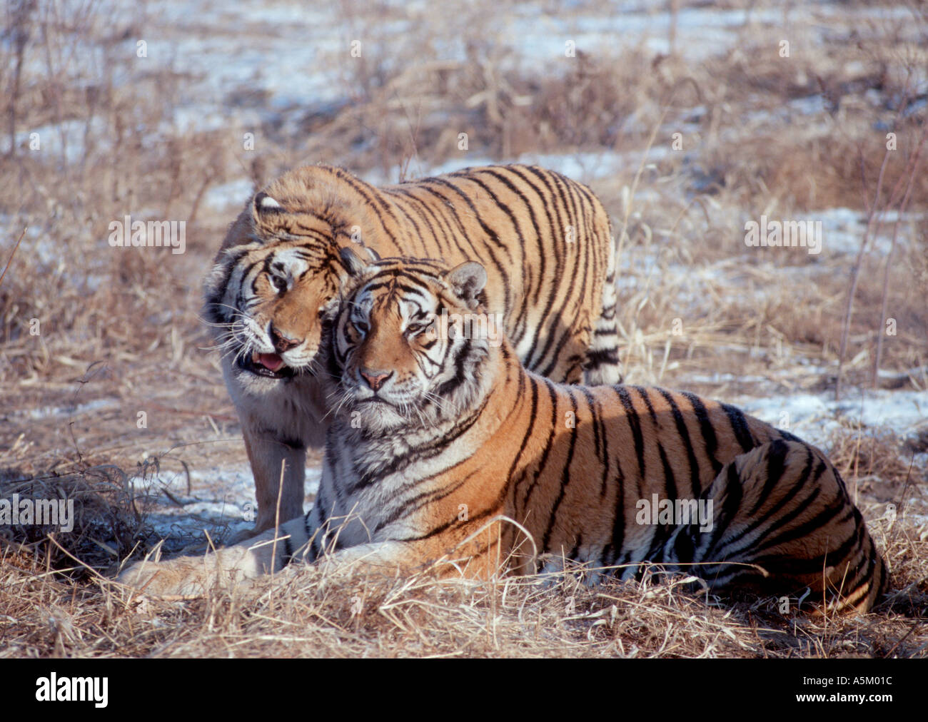 Pair Of Tigers Wallpaper
