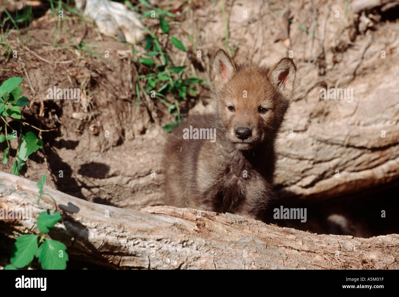 Young wolf cub Stock Photo - Alamy