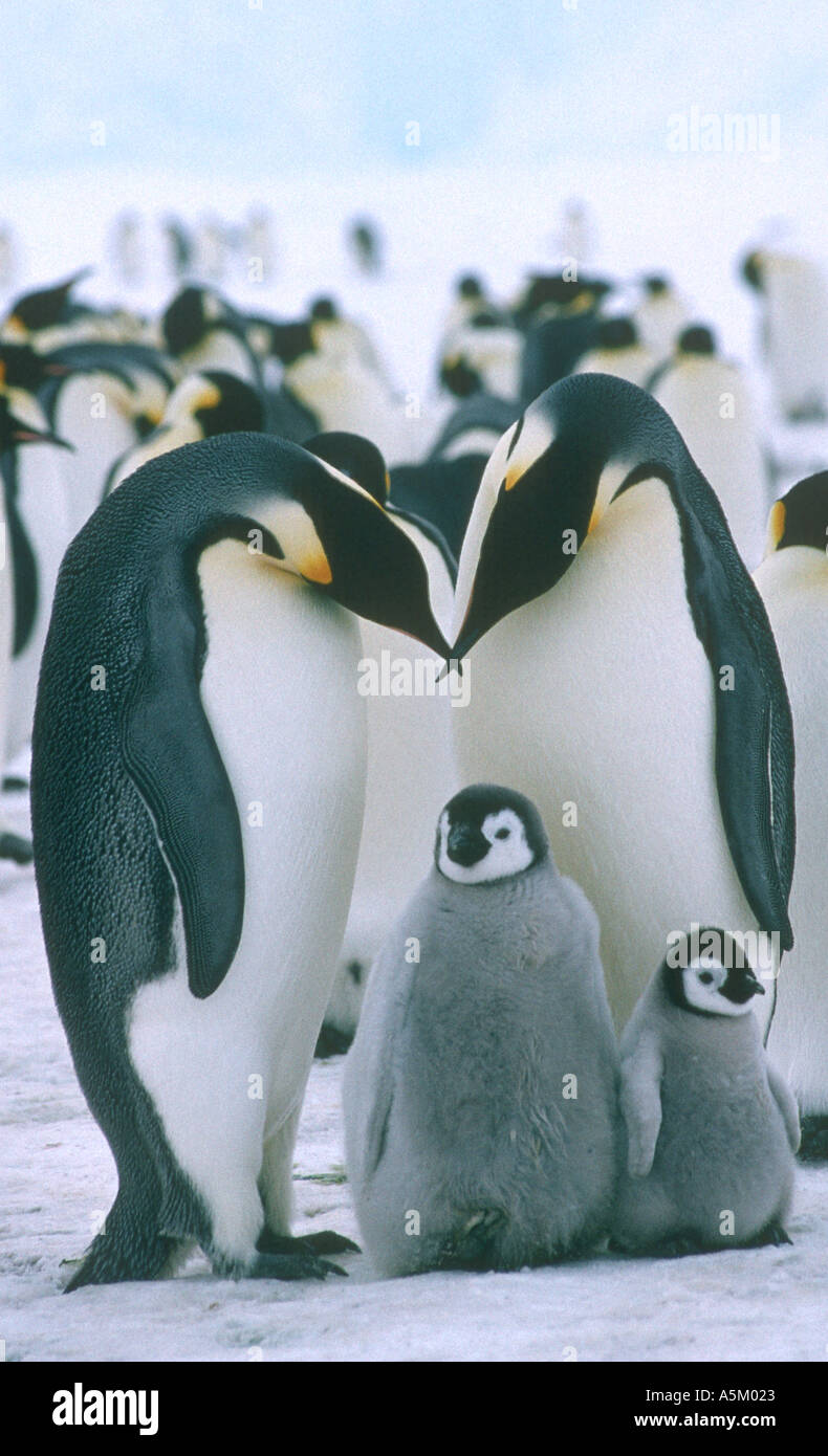 Fluffy cute baby emperor penguin hi-res stock photography and images ...