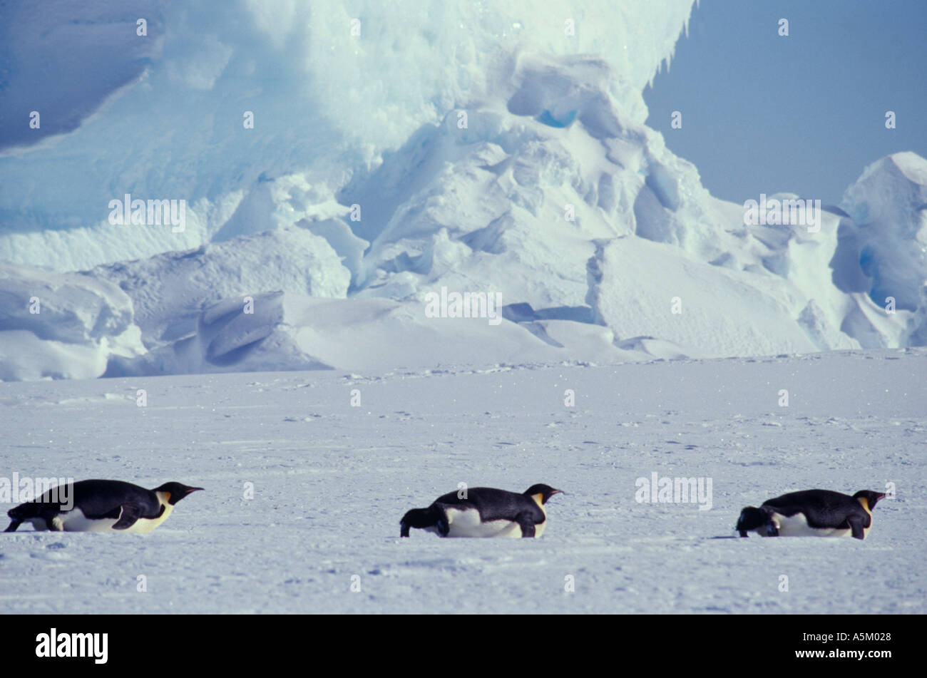 Emperor penguins tobogganing Stock Photo - Alamy