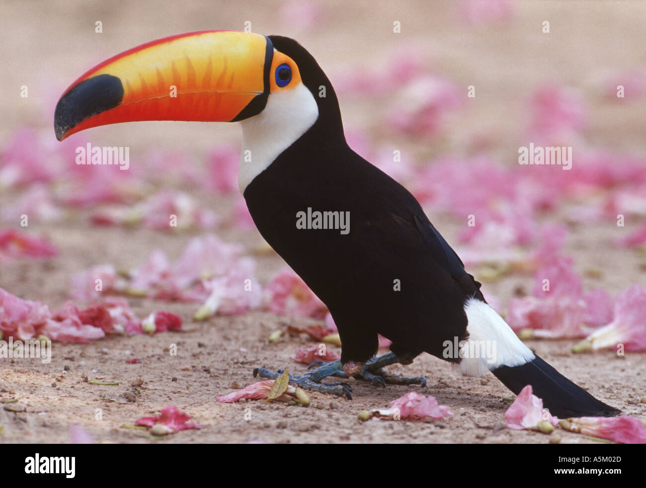 Toco toucan Pantanal Stock Photo - Alamy