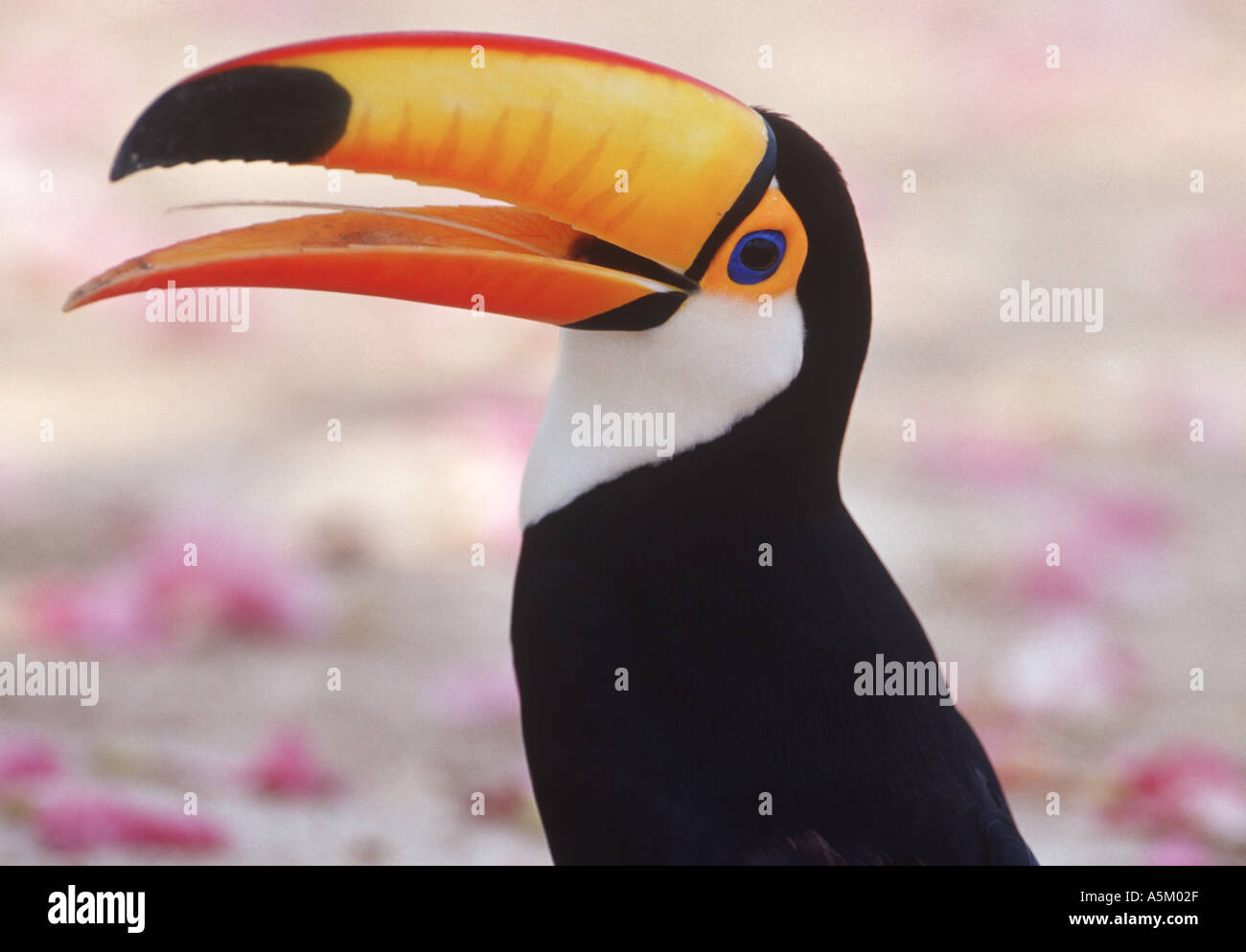 Toco toucan Pantanal Stock Photo - Alamy