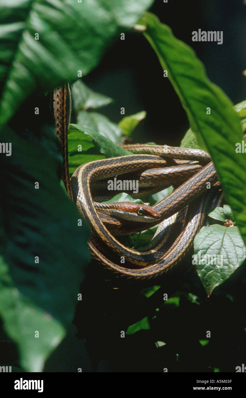 Nairobi snake park hi-res stock photography and images - Alamy