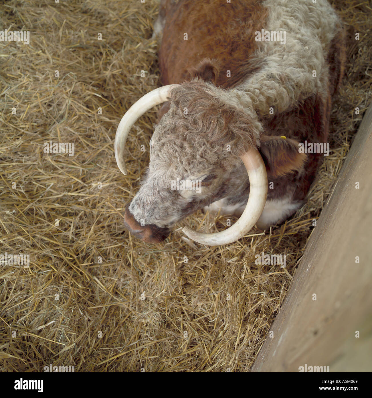 Long horn cattle Stock Photo - Alamy