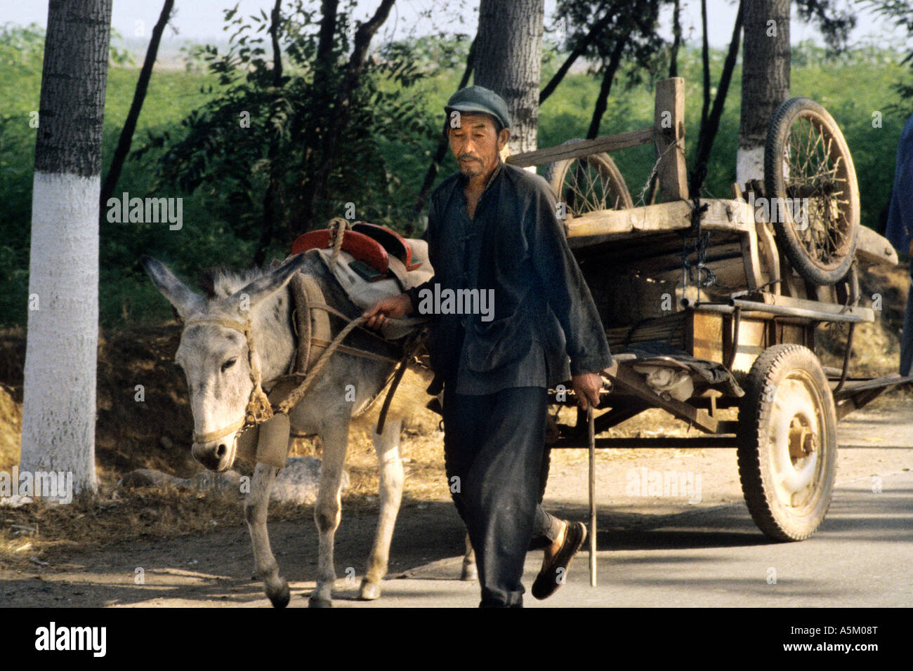 A peasant farmer walks with a donkey cart, hauling a spoke wheeled ...