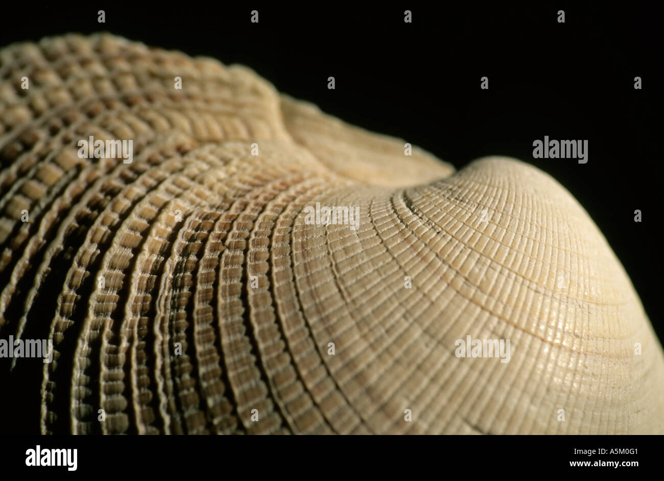 Detail of a textured surface of a seashell Stock Photo - Alamy