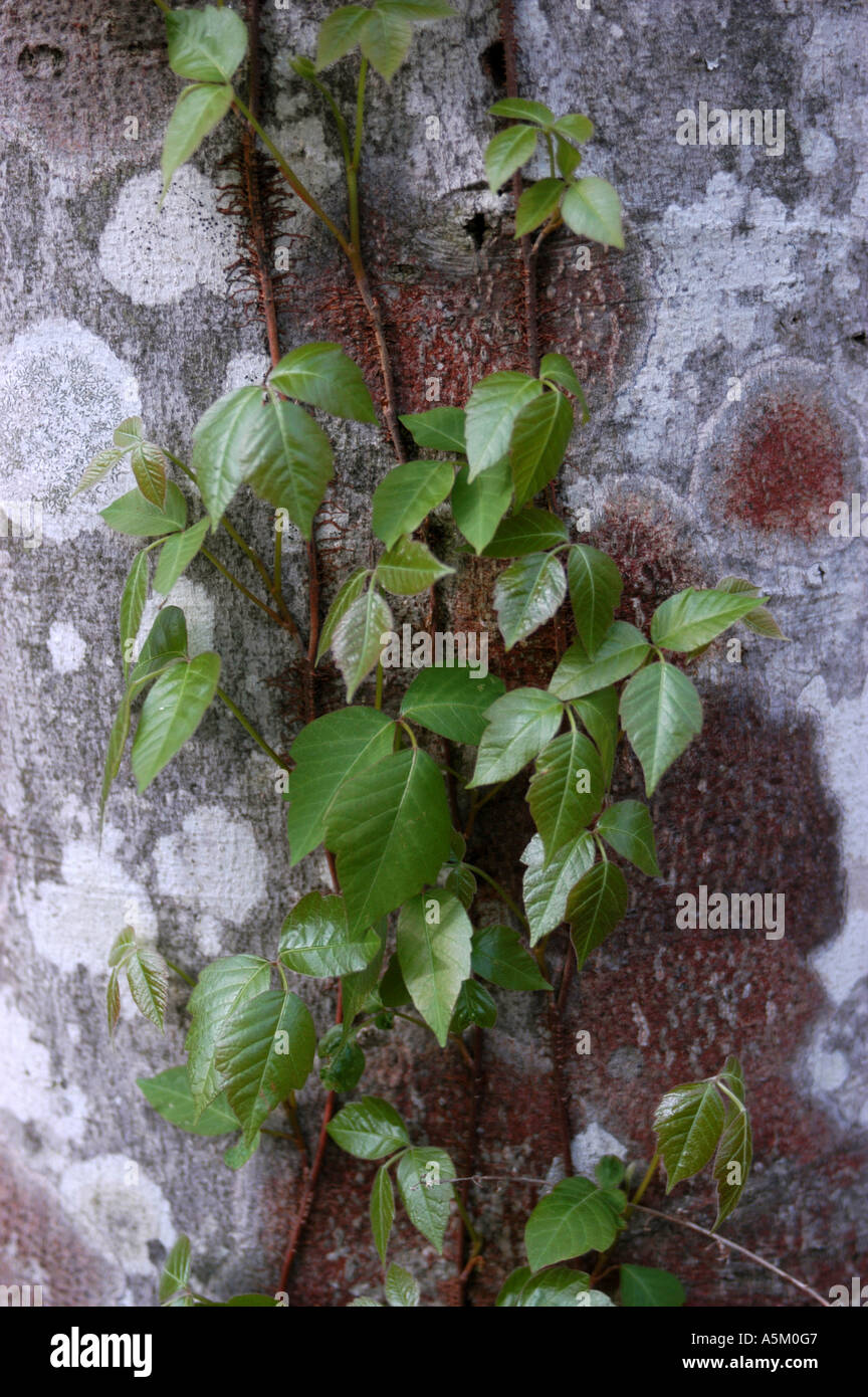 Poison ivy vine grows up a the trunk of a tree Stock Photo - Alamy