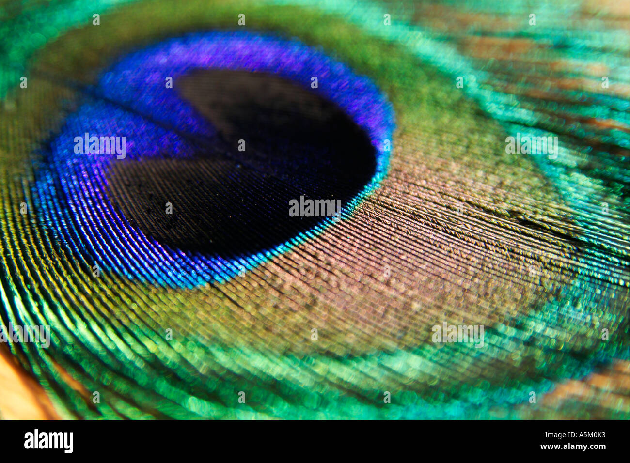 The peacock feather hi-res stock photography and images - Alamy