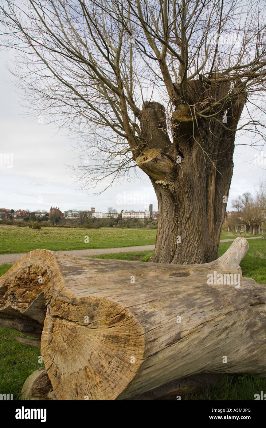 The Meadows pathway showing a fallen log and tree growing to the side ...