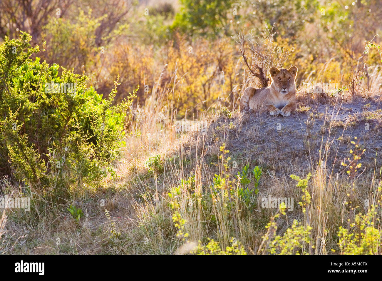 Lioness morning sun hi-res stock photography and images - Alamy