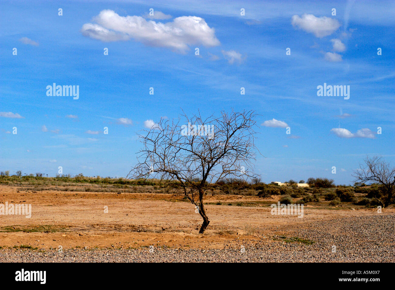 A lone tree decorates the stark desert landscape under a big blue sky ...