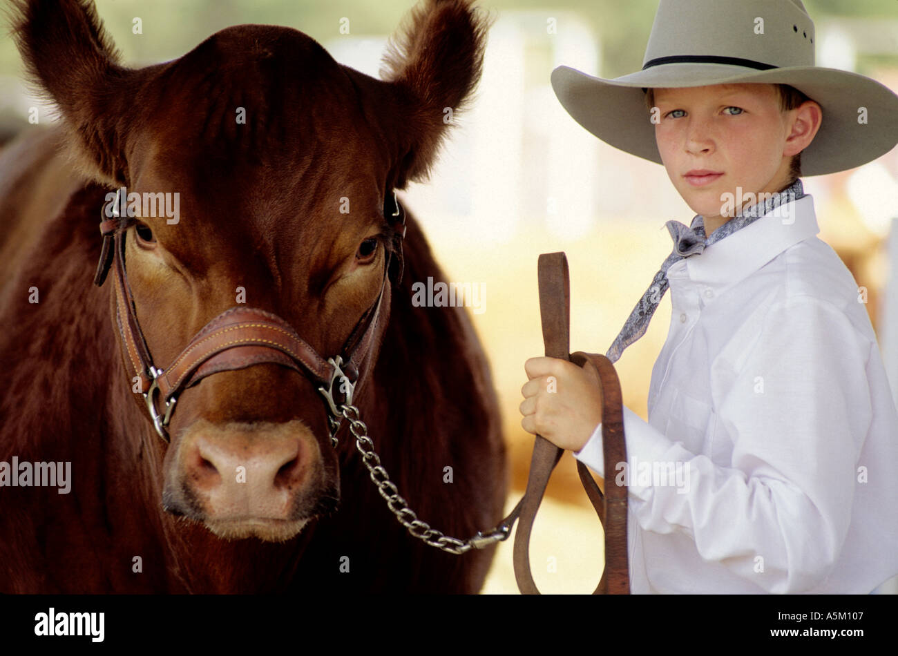 4H boy with his cow Stock Photo - Alamy