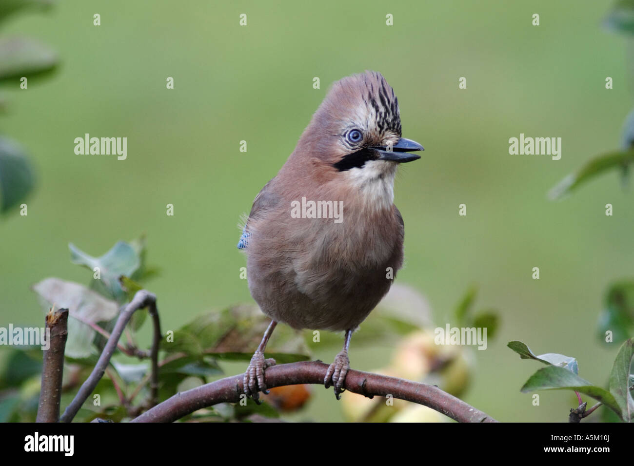 European Blue Jay Vocalizing (Garrulus glandarius Stock Photo - Alamy