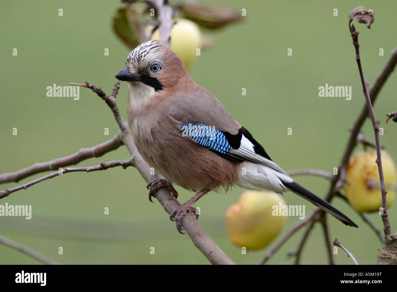 European Blue Jay (Garrulus glandarius Stock Photo - Alamy