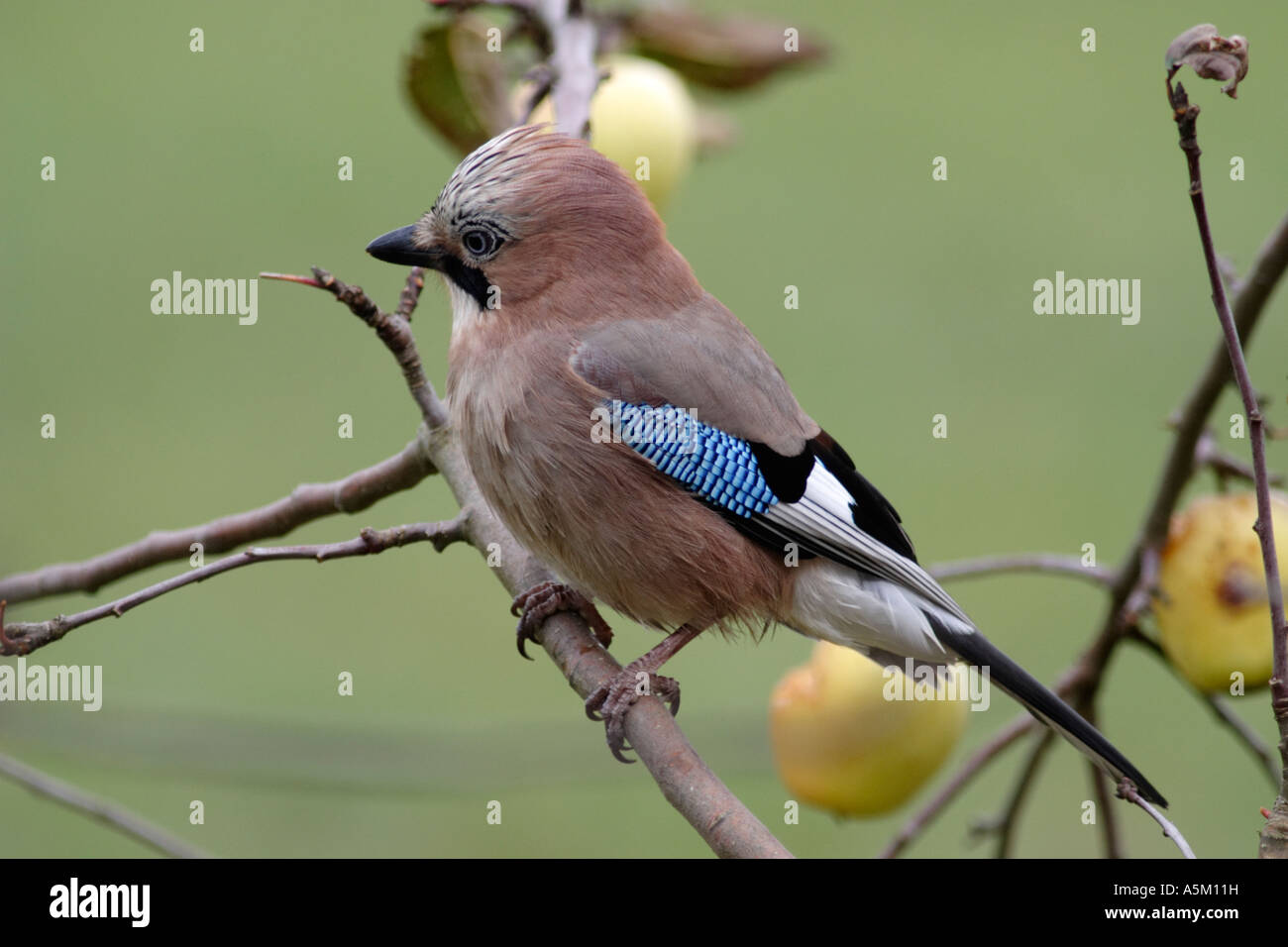 Blue jay on apple tree hi-res stock photography and images - Alamy