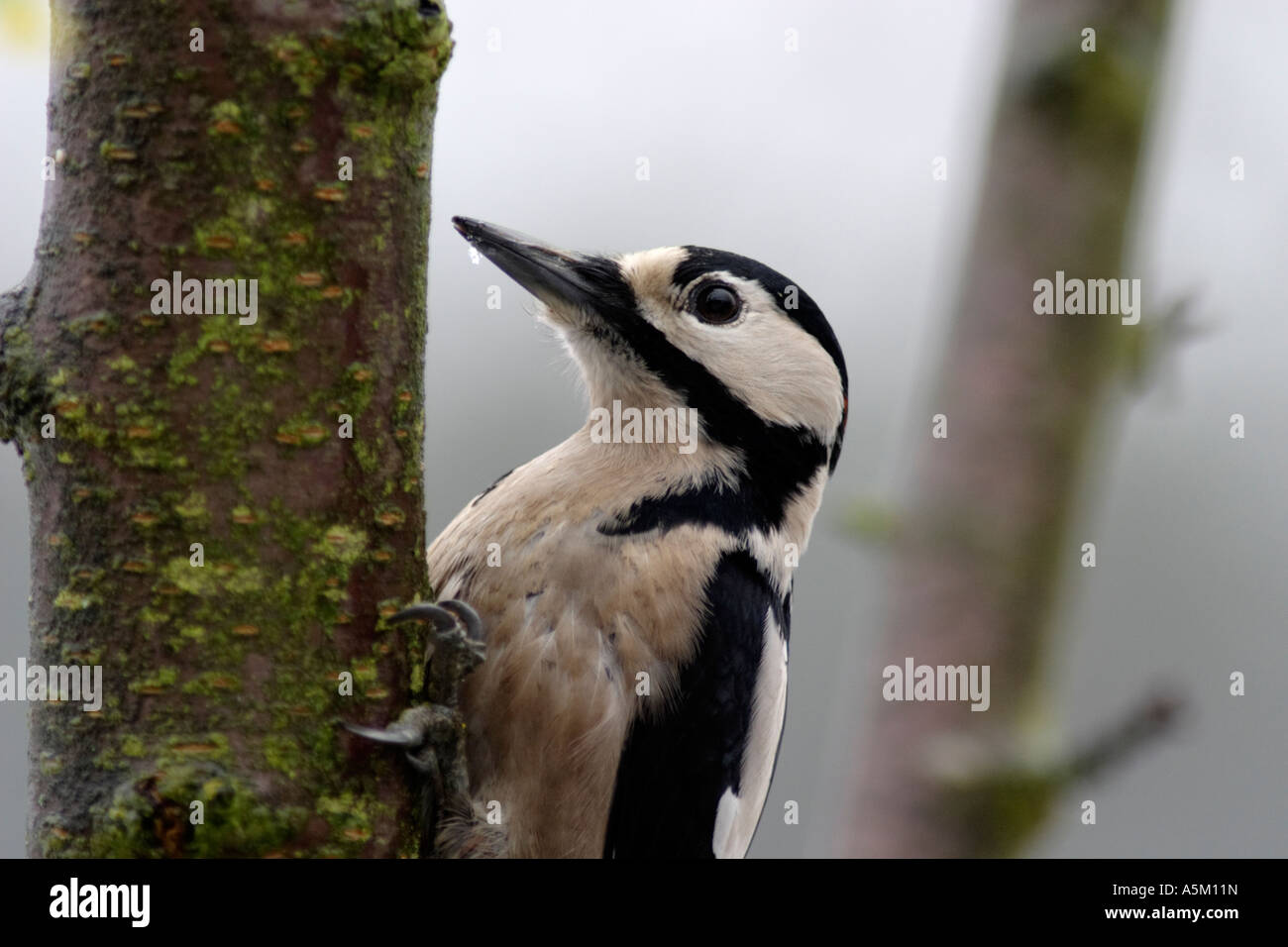 Great Spotted Woodpecker (Dendrocopos major Stock Photo - Alamy