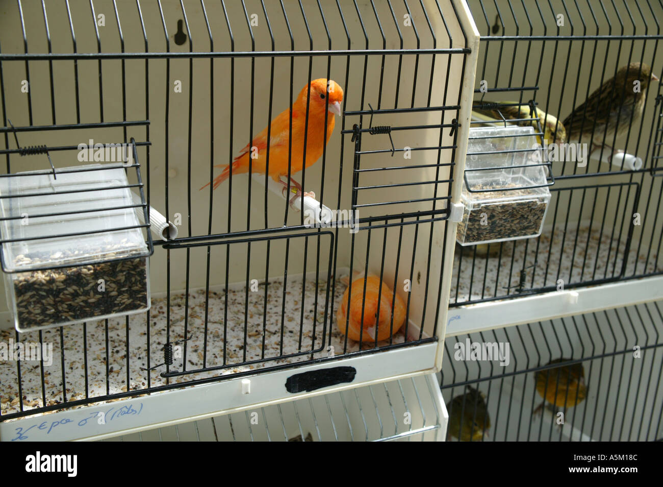 Paris birds 2 Stock Photo - Alamy