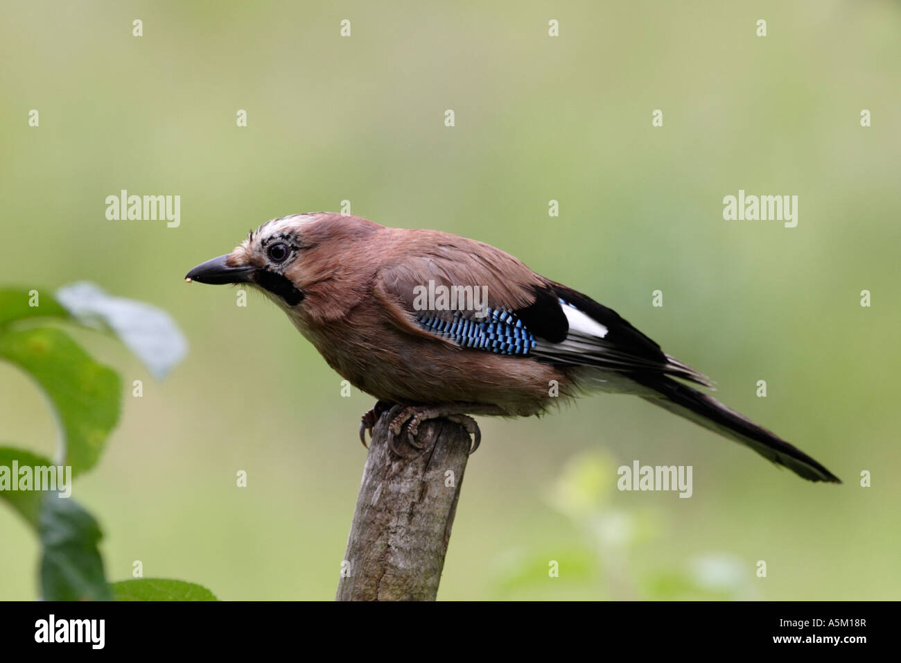 European blue jay hi-res stock photography and images - Alamy