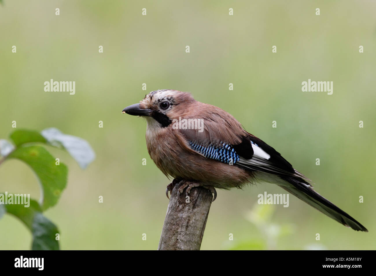 European blue jay hi-res stock photography and images - Alamy