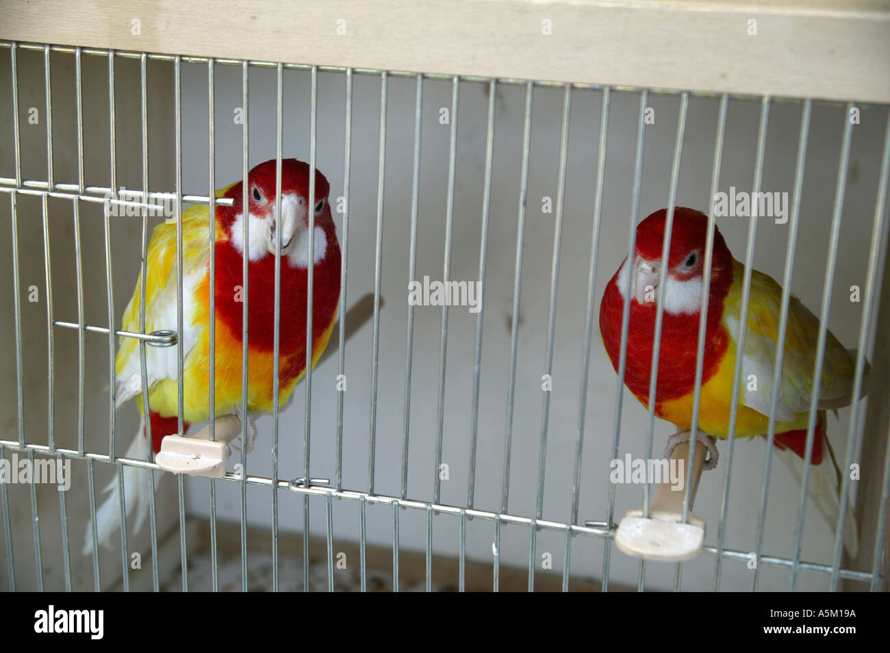 Paris birds 3 Stock Photo - Alamy