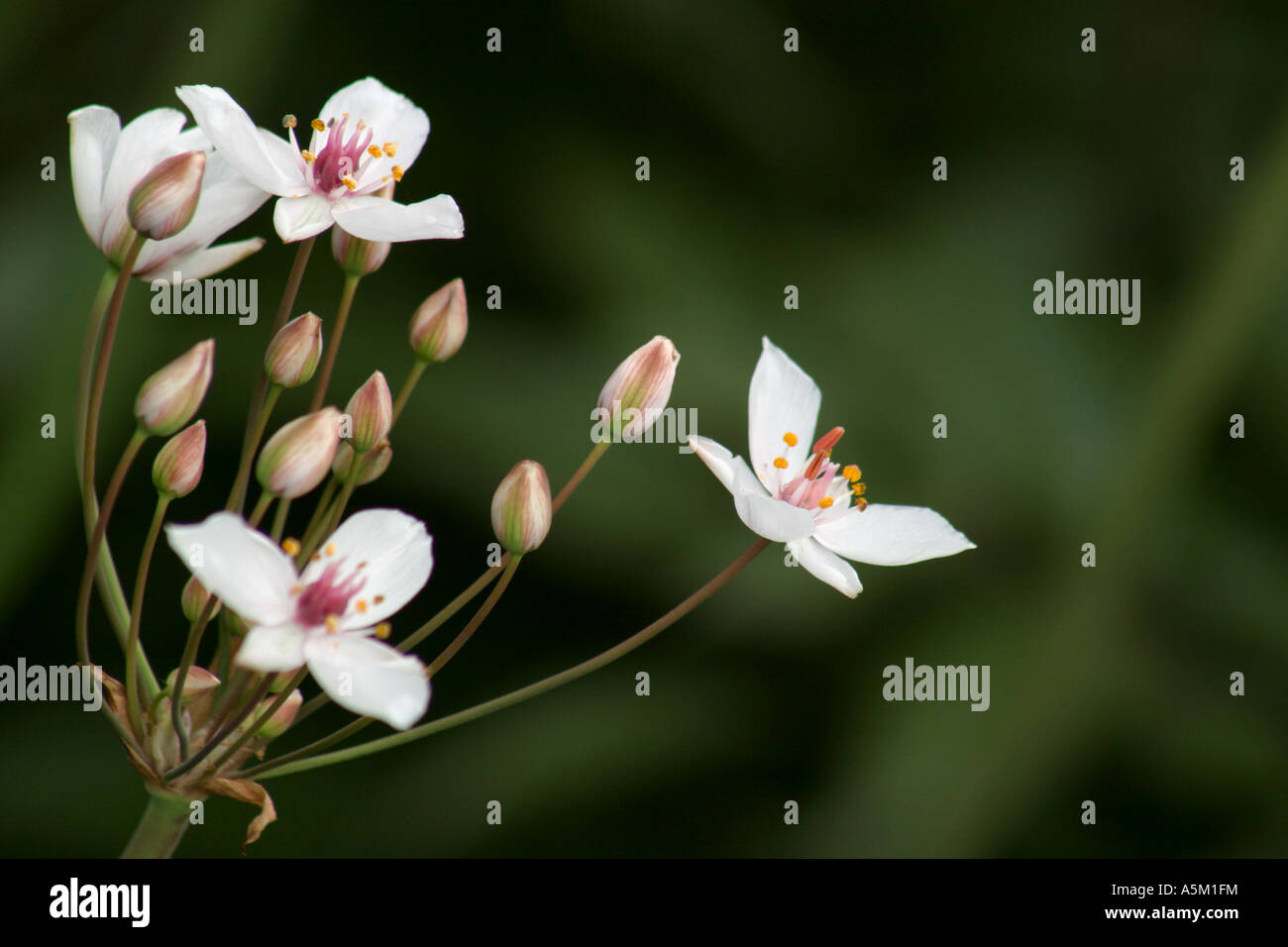 Flowering Rush Butomus umbellatus Stock Photo - Alamy