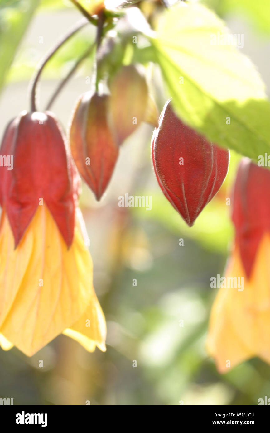 Yellow abutilon hi-res stock photography and images - Alamy