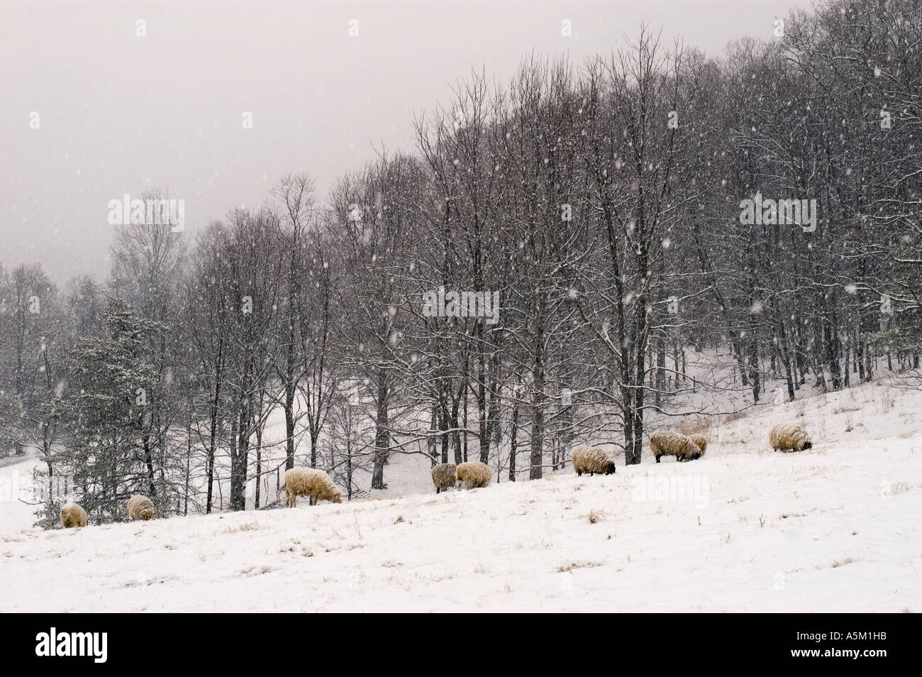Sheep graze and huddle together on a snowy winter day in the mountains ...