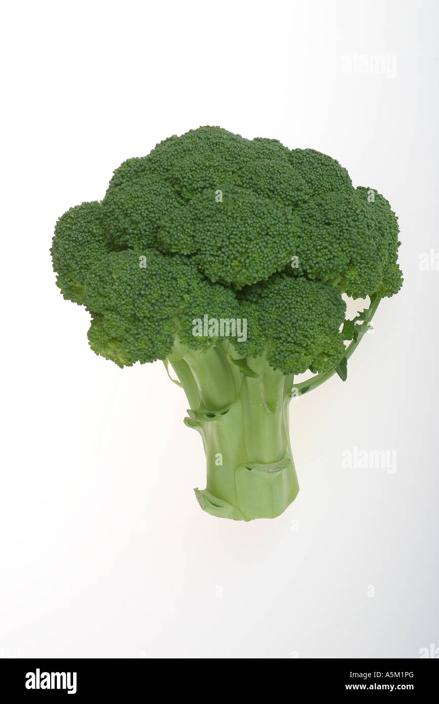 a broccoli stalk on a white background Stock Photo - Alamy