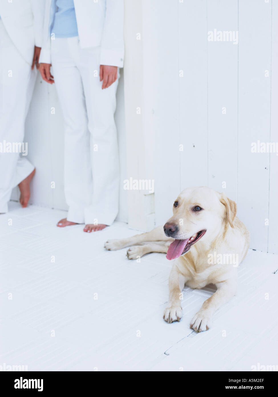 People standing next to a dog on the floor Stock Photo - Alamy