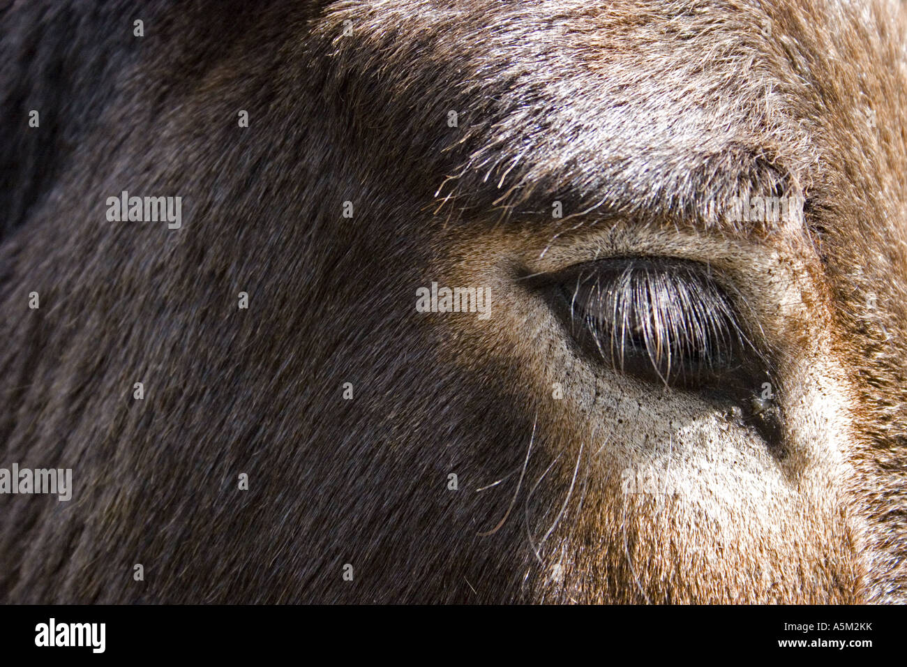 Eye of a brown donkey Stock Photo - Alamy