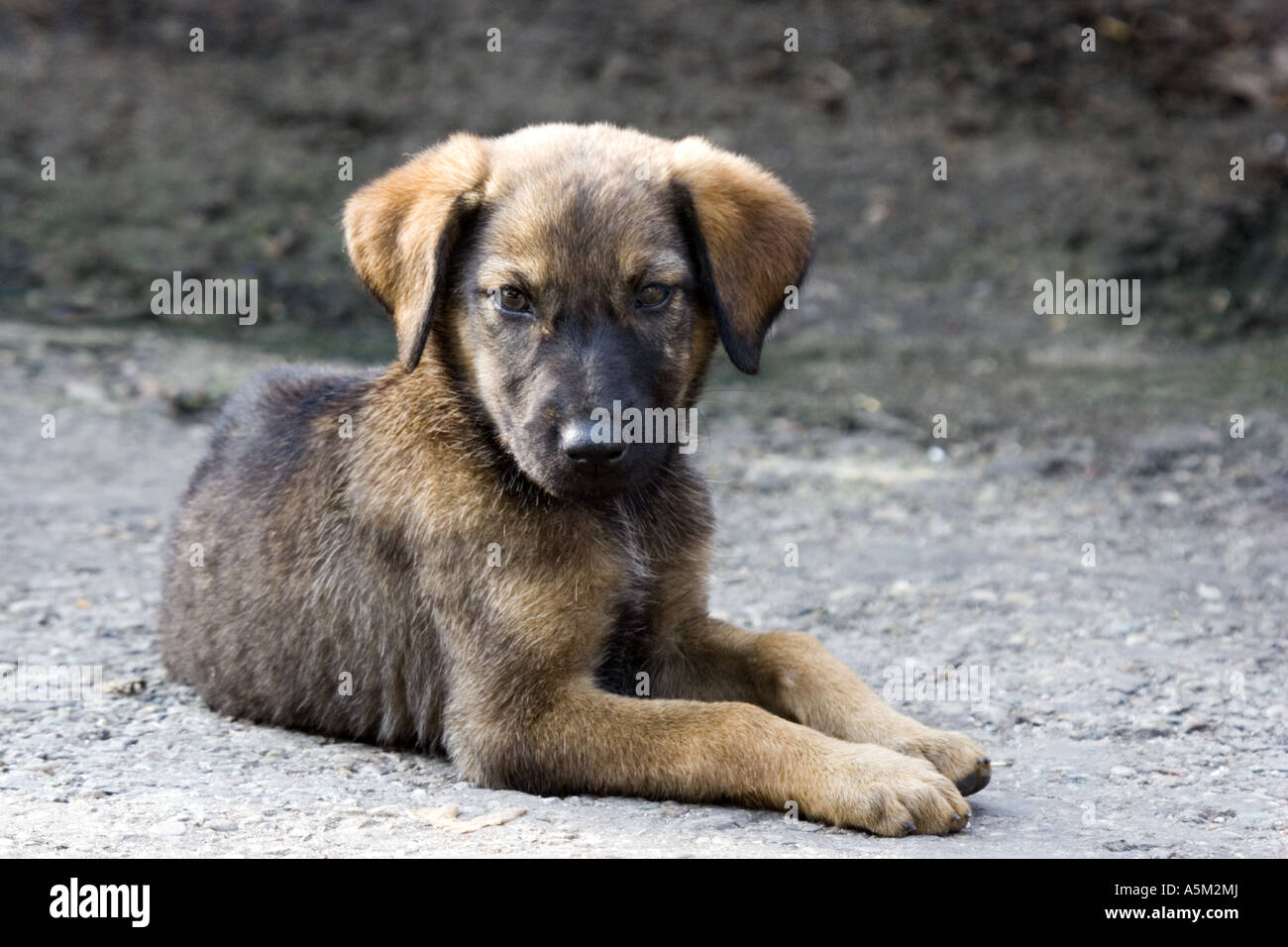 Little brown puppie dog Stock Photo - Alamy