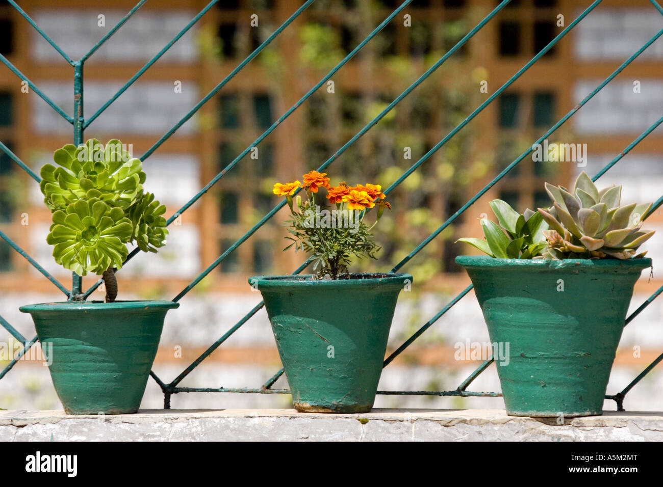 Three green flower pots Stock Photo - Alamy