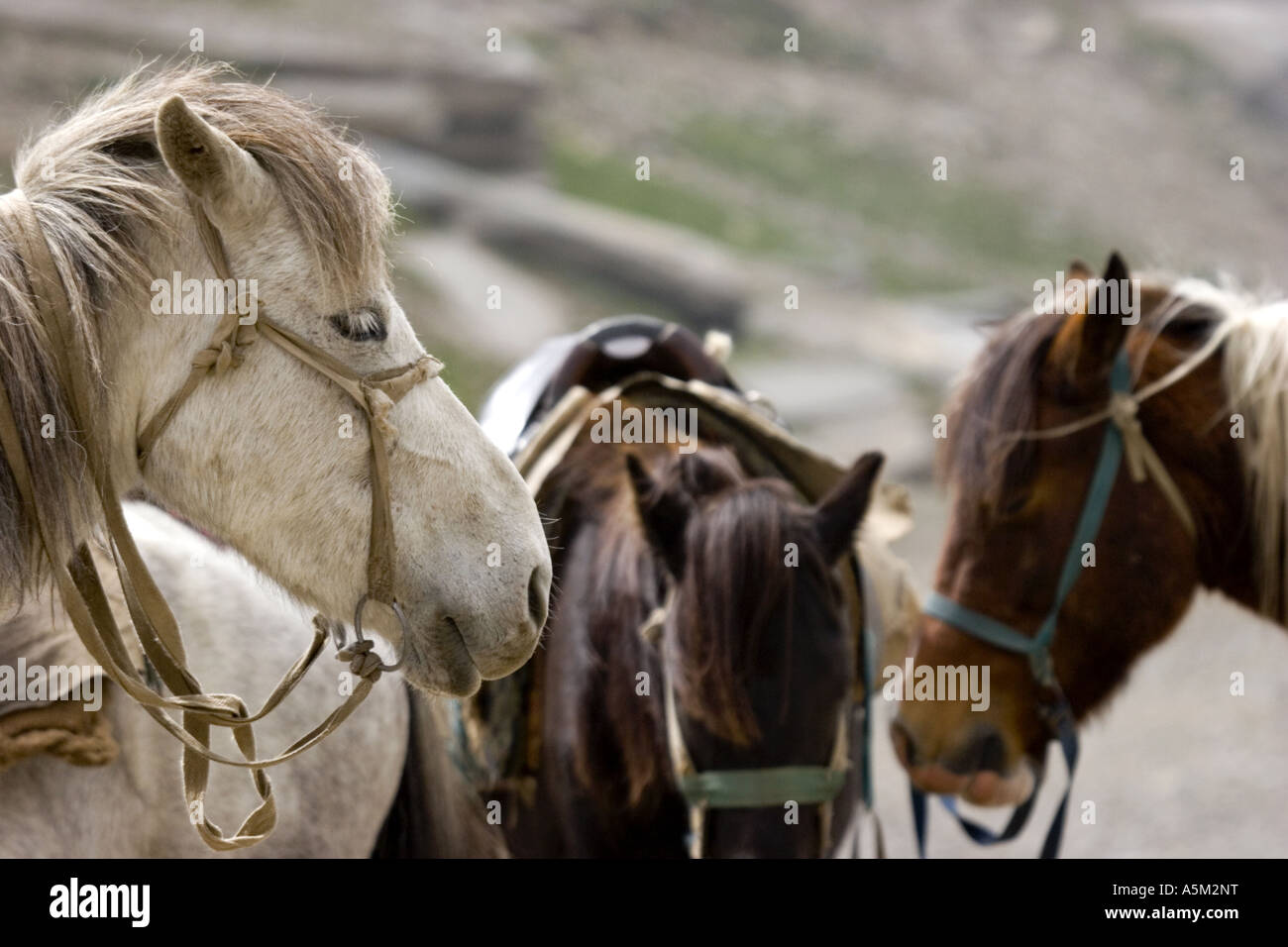 Three pack animals in the Himalayan region of Ladakh Stock Photo - Alamy