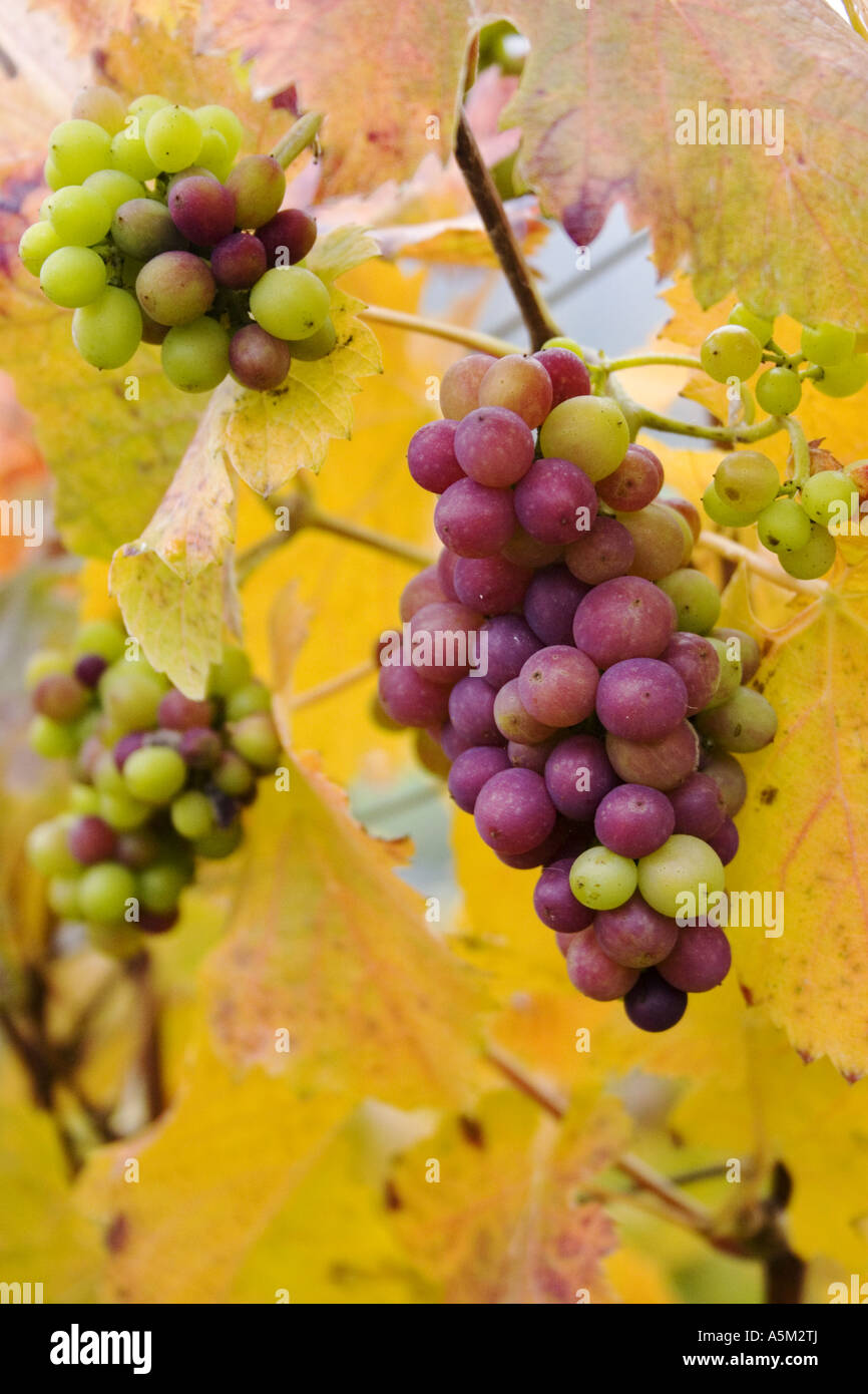 Bunch of grapes in the german region Taubertal Stock Photo - Alamy