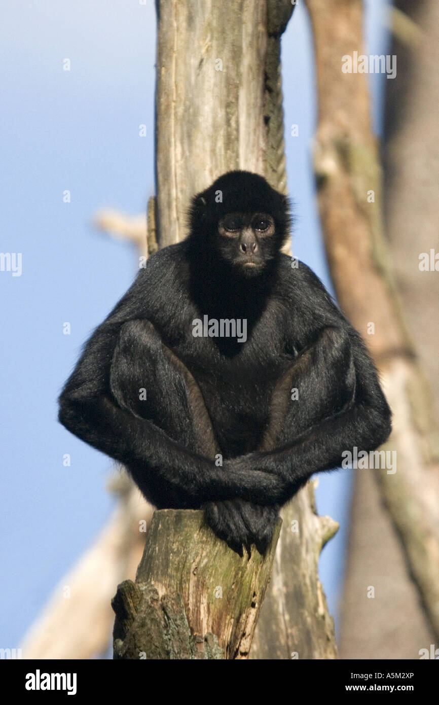 Spider monkey sitting on a tree stump Stock Photo - Alamy