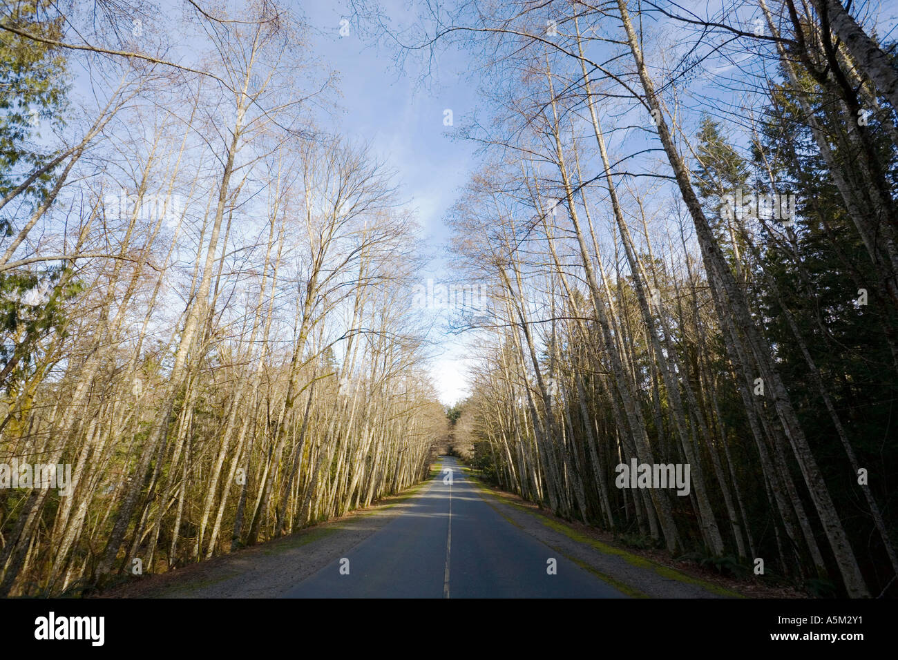 Road through canopy of trees in winter Rathtrevor Beach Provincial Park ...