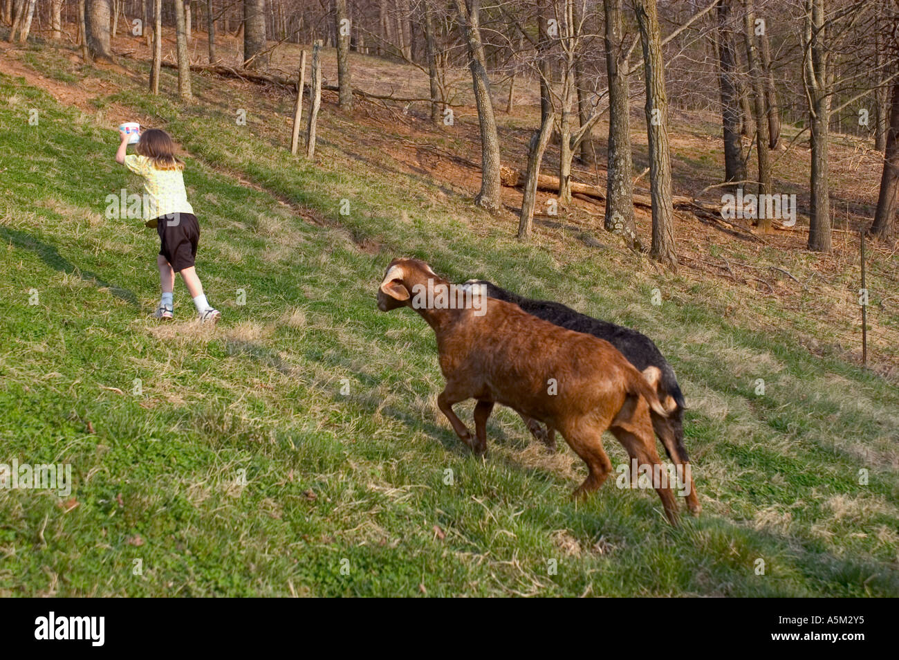 A group of goats are following a young five year old girl that is ...