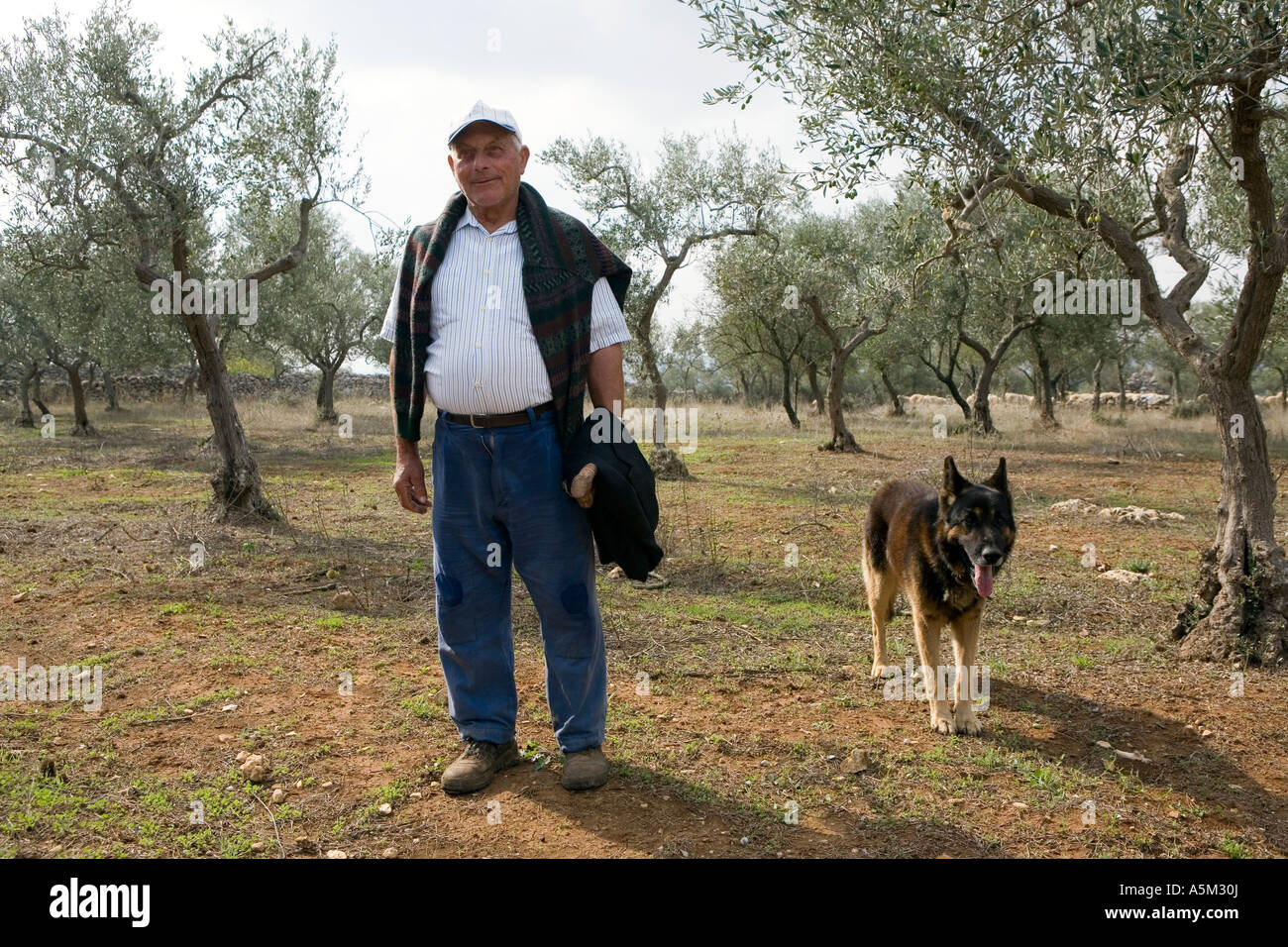 A farmer with his German Shepherd dog in the olive trees on his farm in ...