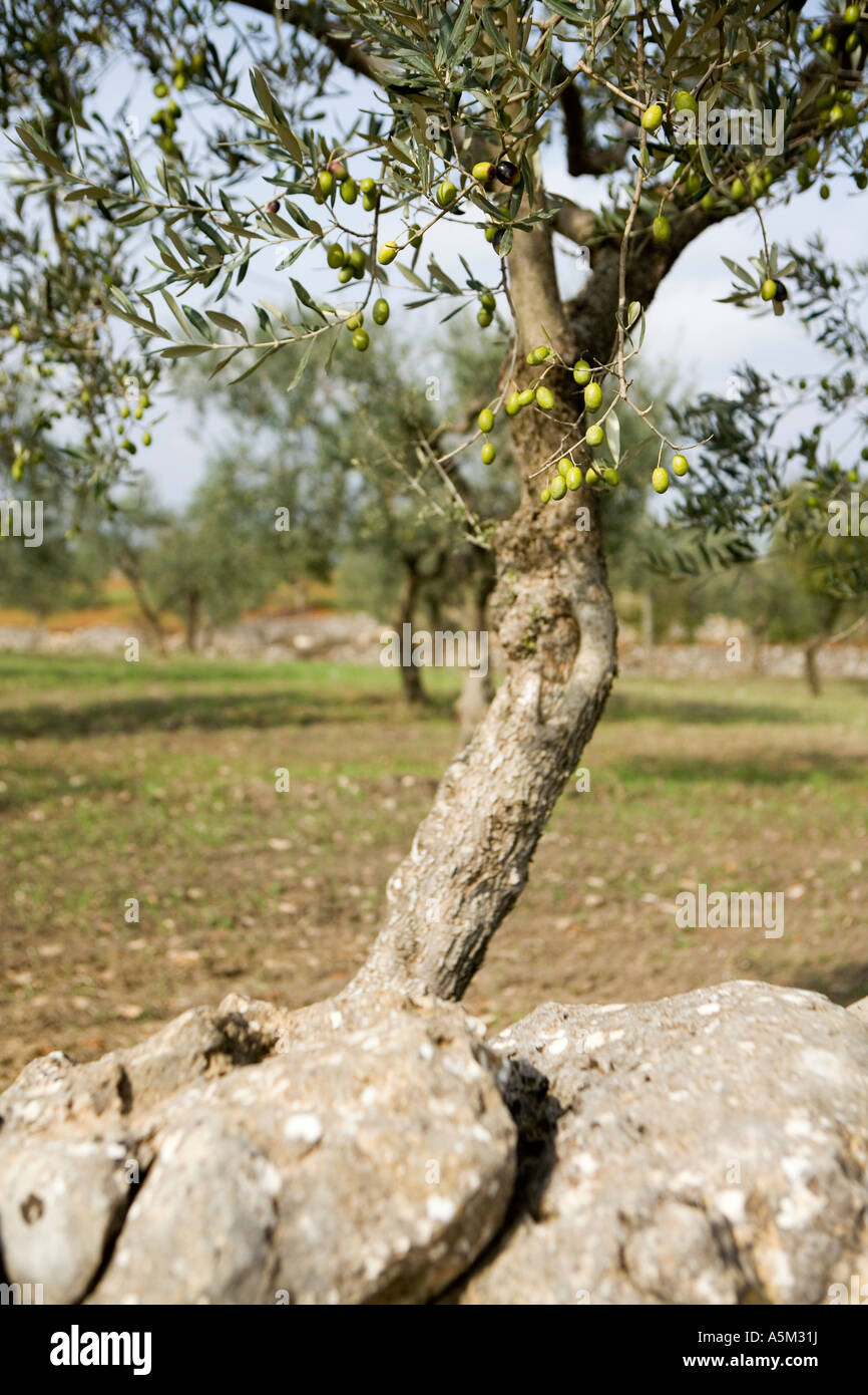Olive trees in Puglia, Southern Italy Stock Photo - Alamy