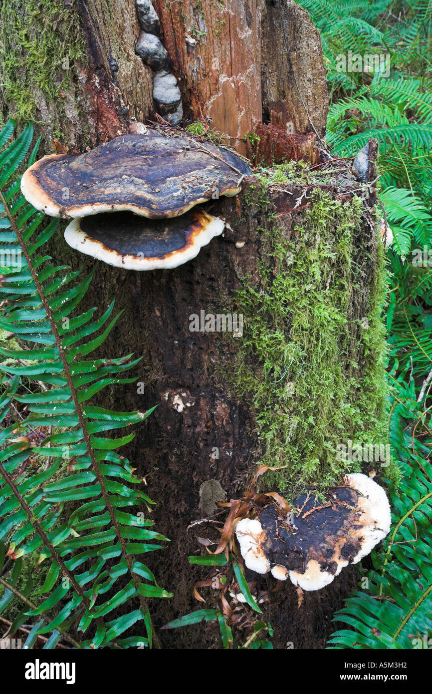 Tree fungus on old tree trunk in old growth rainforest MacMillan ...