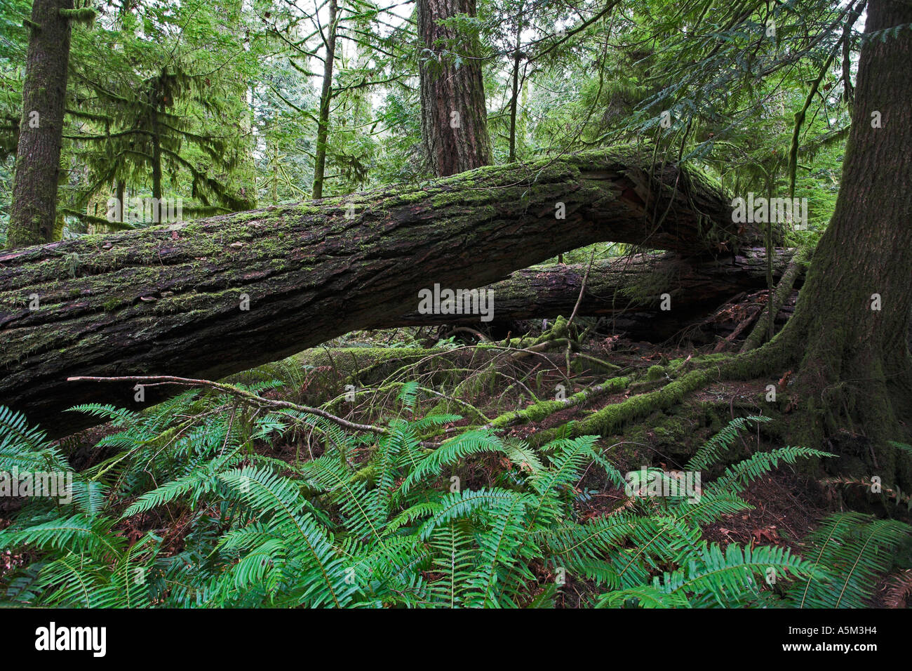 Life Cycle Of Ferns High Resolution Stock Photography and Images - Alamy