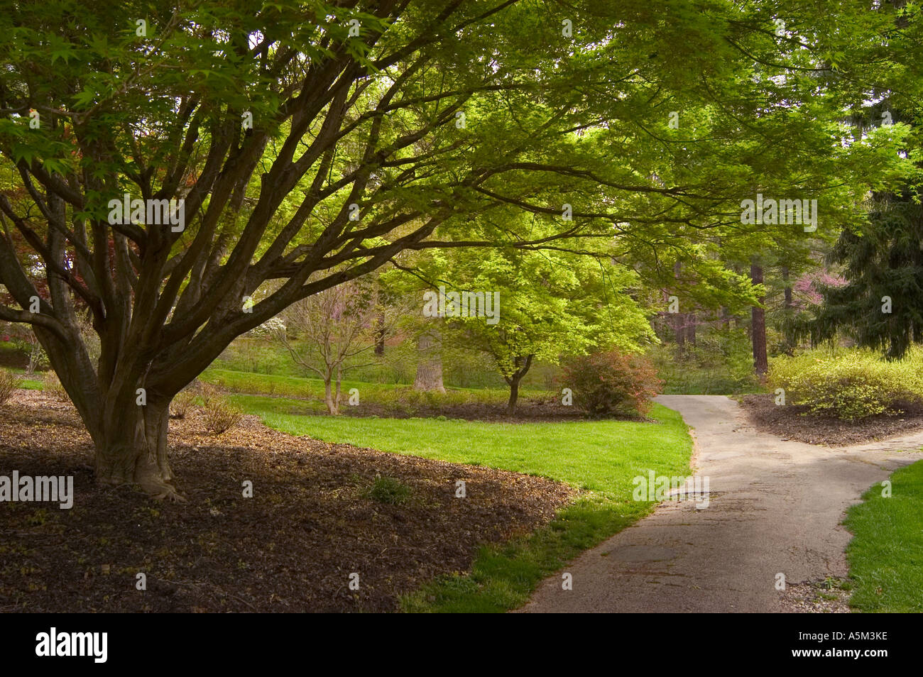 A view of a lush green maple tree sprawling over a path at the Biltmore ...