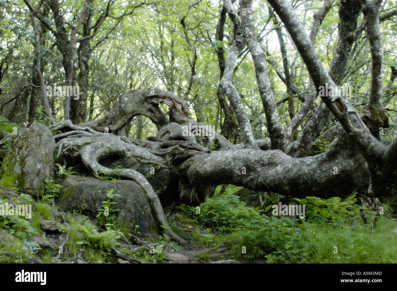 Sprawling roots of a fallen tree in Craggy Gardens have a natural ...