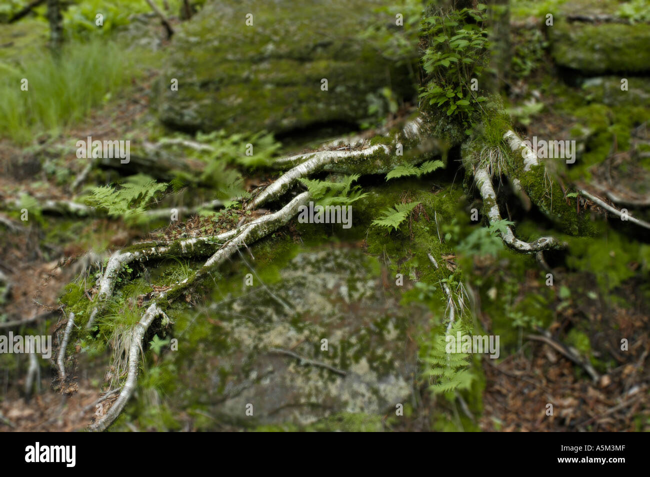 Sprawling roots of a fallen tree in Craggy Gardens have a natural ...